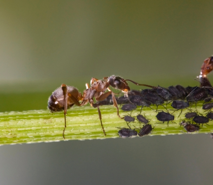 Garden pests - How to spot and control