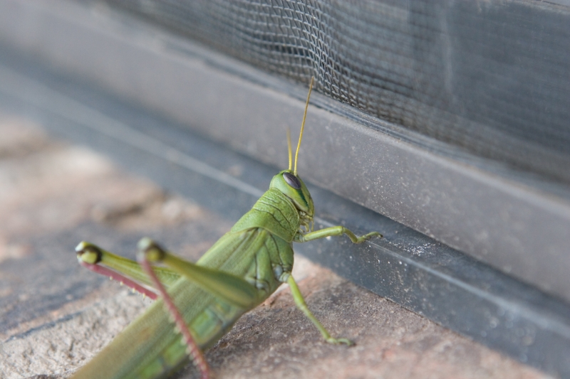 Pull Down Insect Screens