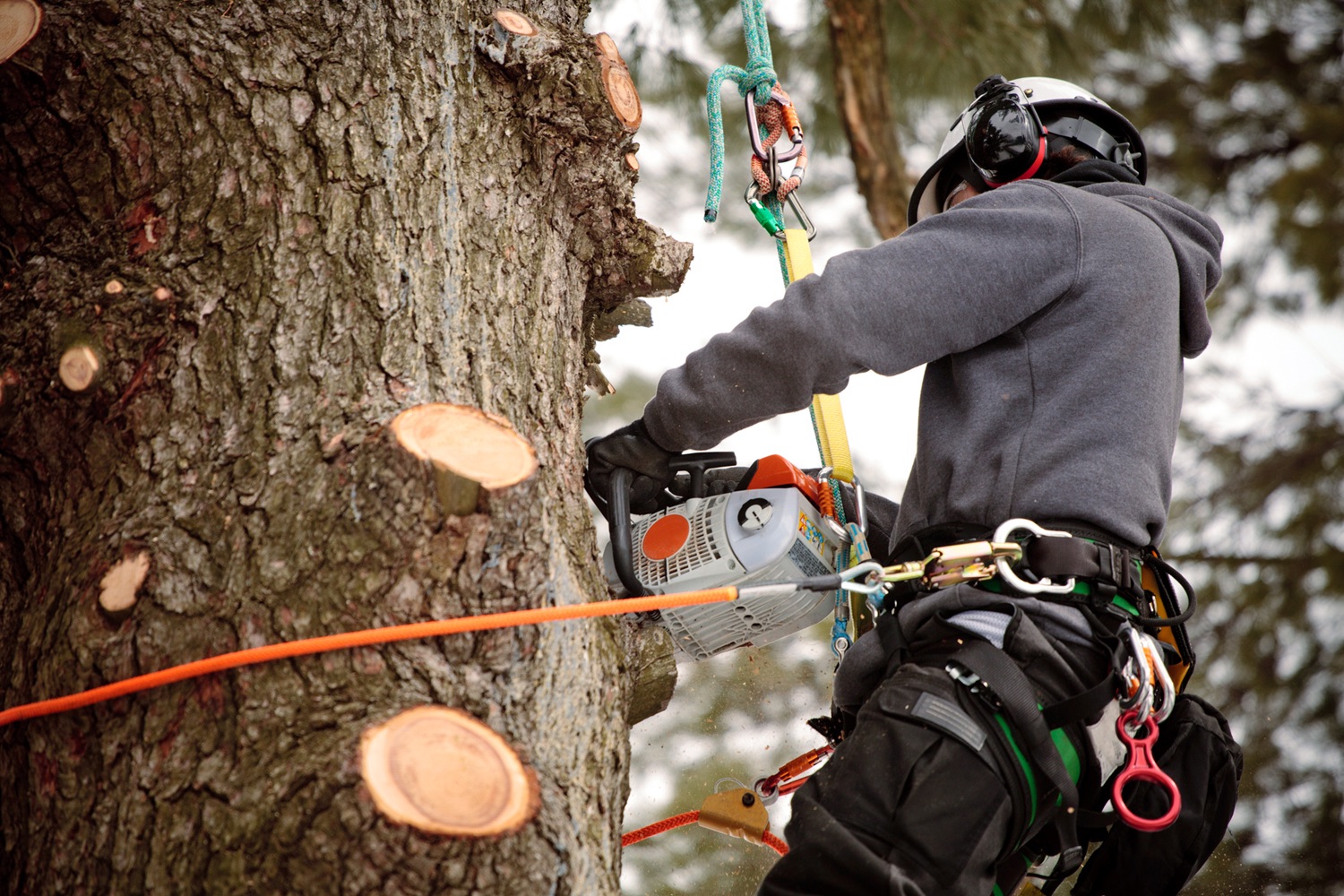 Best Local Tree Pruning Experts Near Me (3 Free Quotes)
