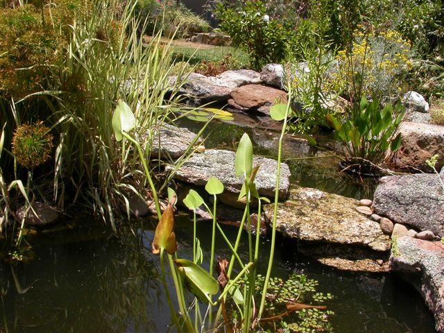 What is involved in installing a pond?
