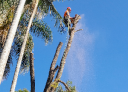 K.T TREE SERVICES - LOGAN RESERVE QLD 4133