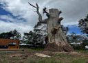 Bayside Tree Management - INDENTED HEAD VIC 3223